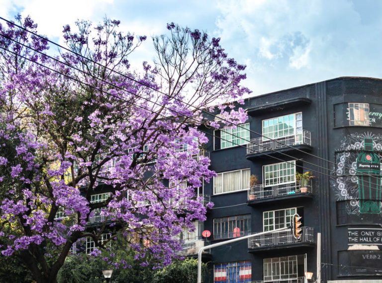 Jacarandas in Mexico City: How to See these Beautiful Spring Bloom ...