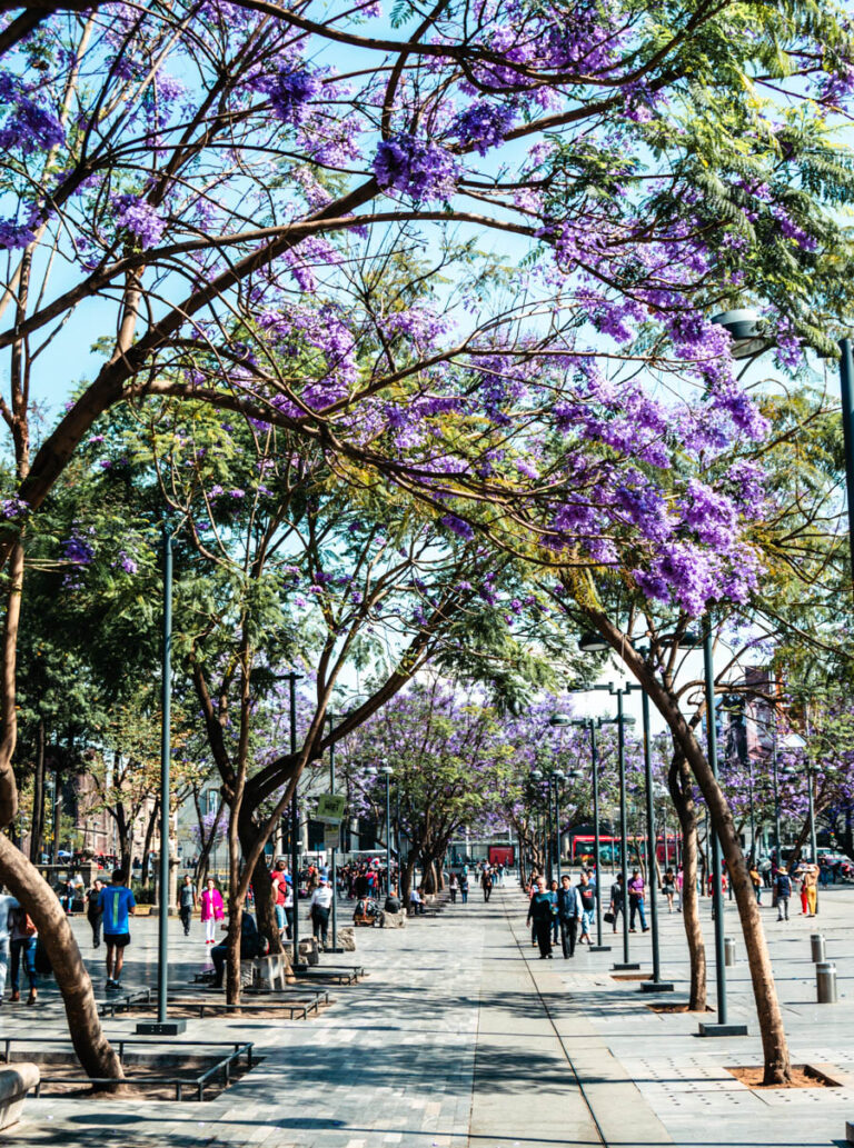 Jacarandas in Mexico City: How to See these Beautiful Spring Bloom ...